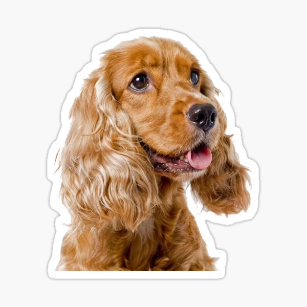 "Curious English Cocker Spaniel" Sticker for Sale by WarmRecipe | Redbubble