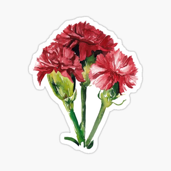 "Carnation" Sticker for Sale by artofsuff | Redbubble