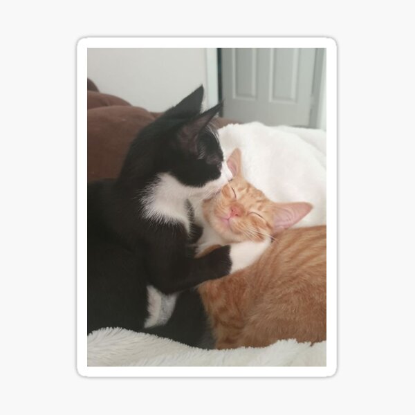 "Cute cat couple" Sticker by ahayami | Redbubble