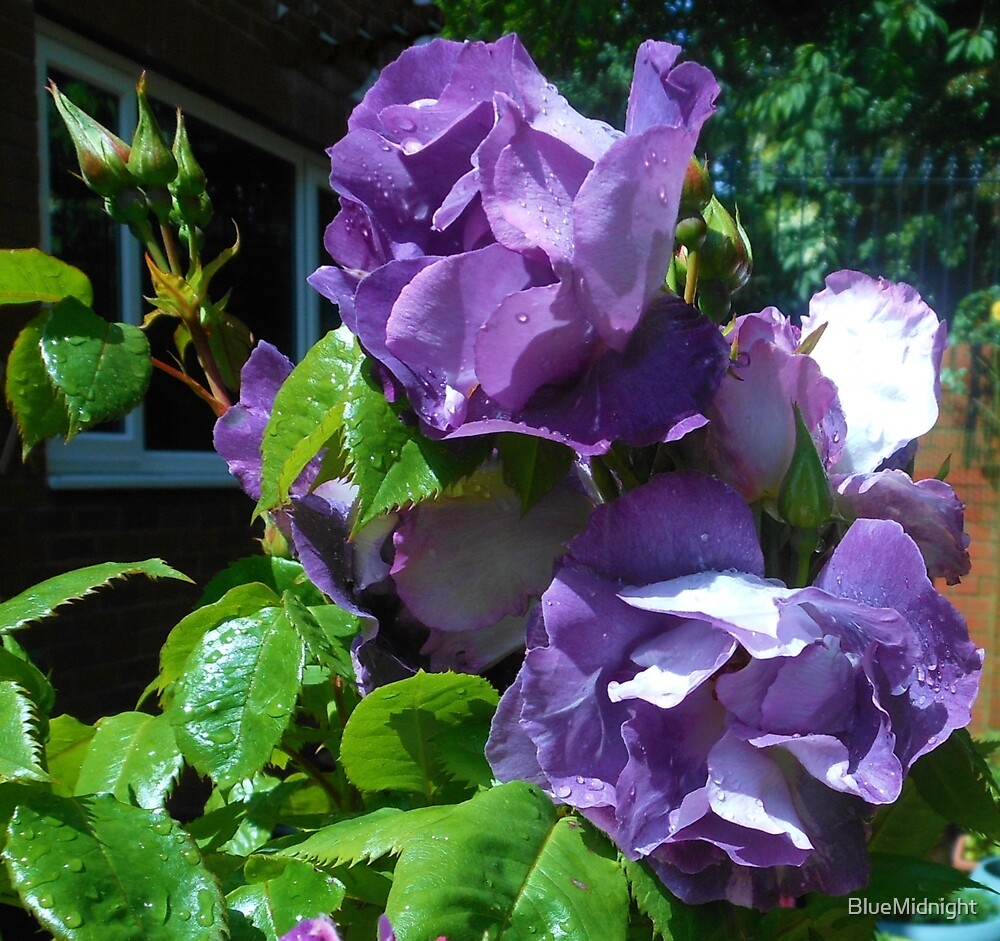 "Sunlit Blue Floribunda Roses" by BlueMidnight | Redbubble