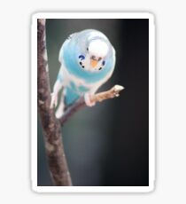 Budgie: Stickers | Redbubble