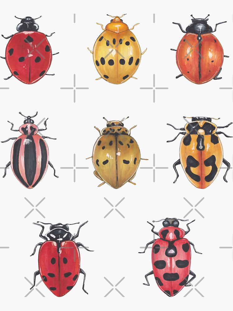 "Lady Beetles" Sticker for Sale by NiksyDesign | Redbubble