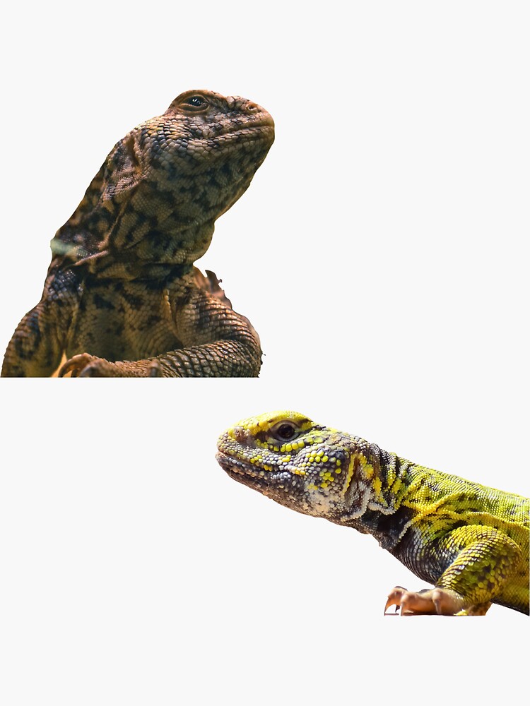 "Uromastyx Pack" Sticker for Sale by NothingDesigns | Redbubble