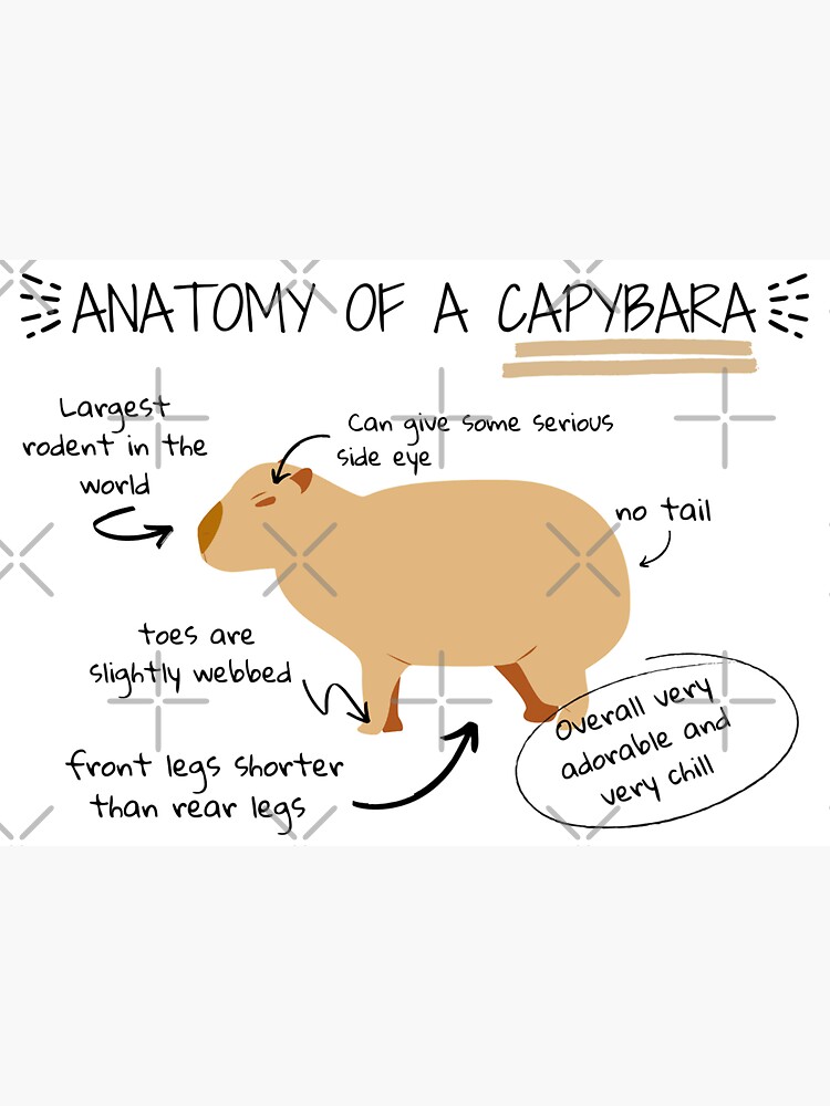 "Anatomy of a capybara" Sticker for Sale by sunnySaraV | Redbubble