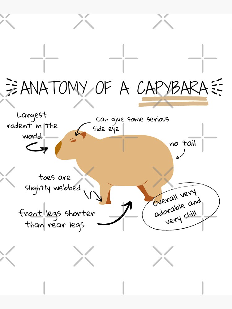 "Anatomy of a capybara" Tote Bag for Sale by sunnySaraV | Redbubble