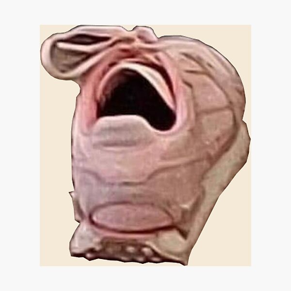 "laughing shoe meme" Photographic Print for Sale by SRanabhat | Redbubble