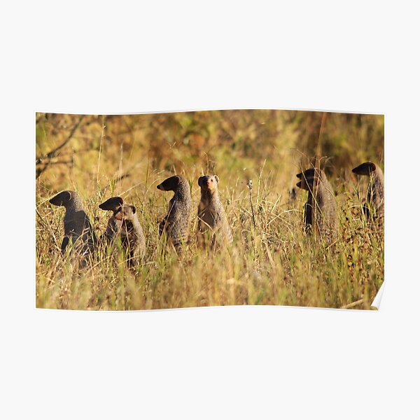 "Banded Mongoose - African Wildlife Background - Band of Brothers ...