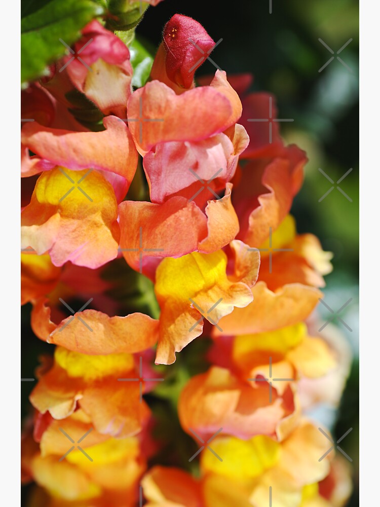 "Snapdragon Flowers Reddish Golden " Sticker for Sale by bubbleblue ...