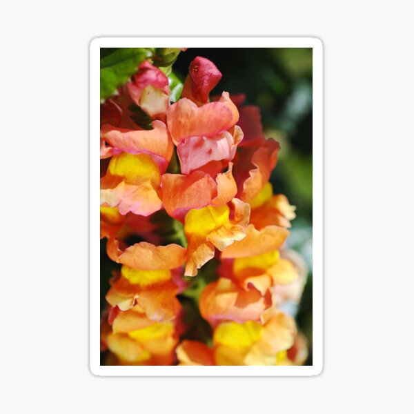 "Snapdragon Flowers Reddish Golden " Sticker for Sale by bubbleblue ...