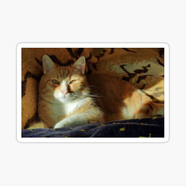"Cat nacho" Sticker by OwOisHere | Redbubble