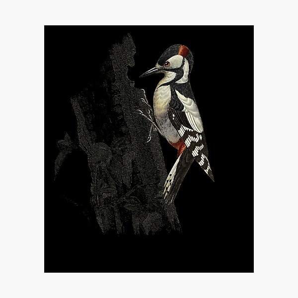 Lámina fotográfica «pájaro carpintero negro, blanco y rojo - Picus ...