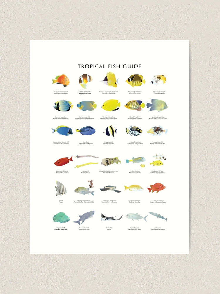 Tropical Fish Chart Poster Tropical Fish Species Chart Digital Art By