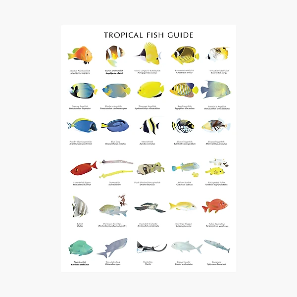 Indian Ocean Fish Guide