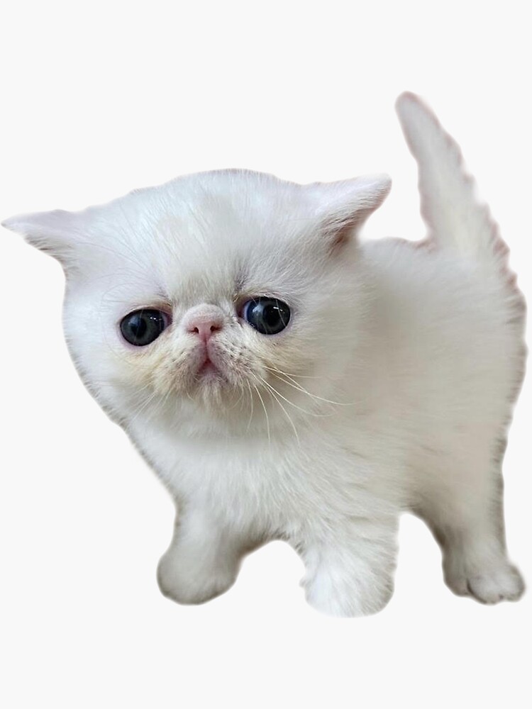 "Crusty Cat Meme Print" Sticker by seibaroy | Redbubble