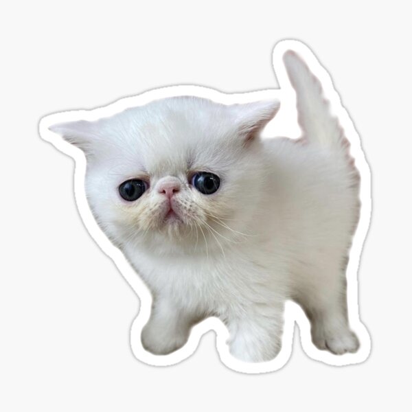 "Crusty Cat Meme Print" Sticker by seibaroy | Redbubble