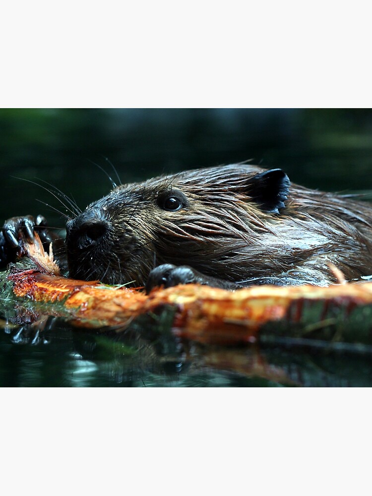 Poster « Toile de castor, castor, animal, animaux, art mural castor ...