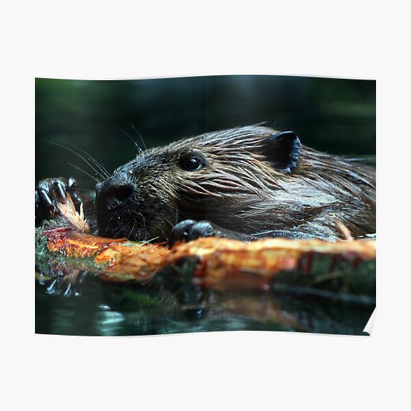 Poster « Toile de castor, castor, animal, animaux, art mural castor ...