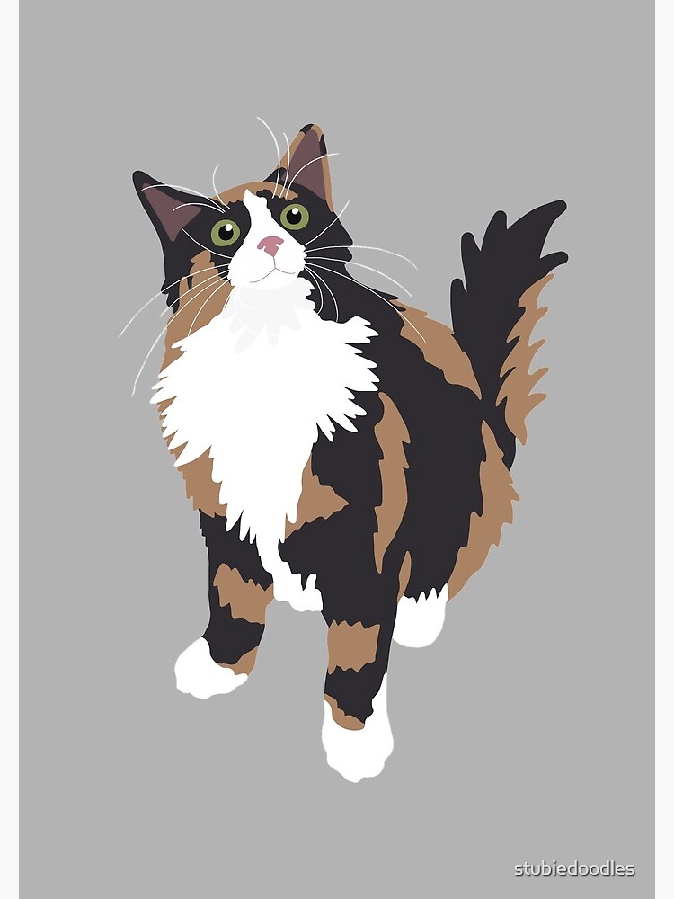 Fluffy Gray Calico Kittens