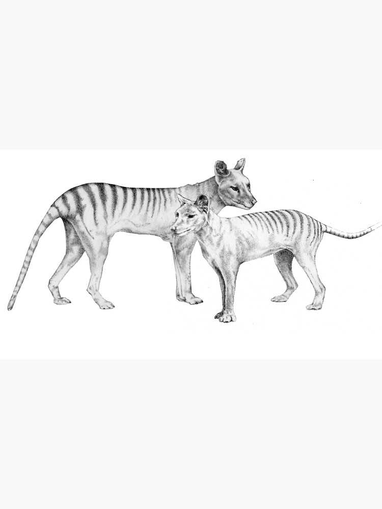 "Thylacine Pair - Tasmanian Tiger" Poster for Sale by EileenWorssam7 ...