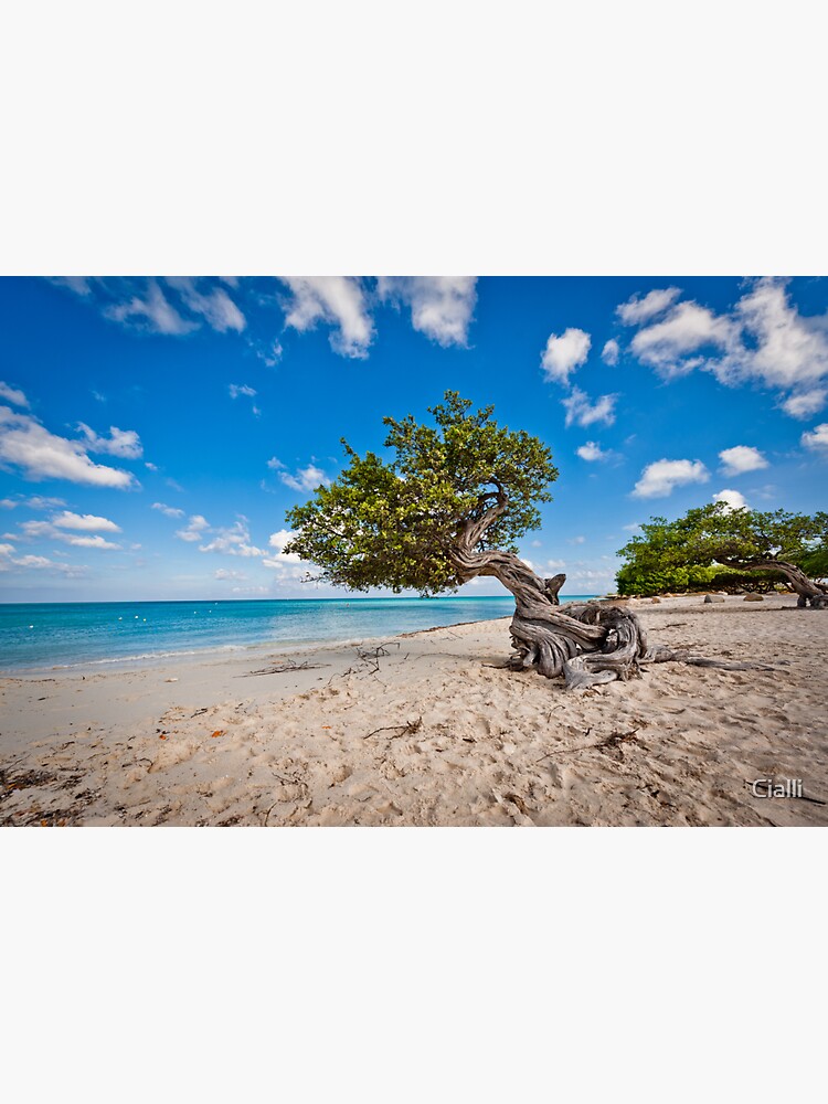 "Aruba tree" Sticker for Sale by Cialli | Redbubble