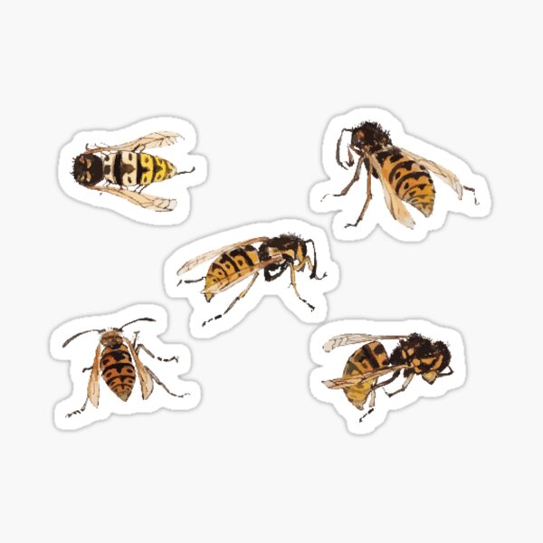 "Study of wasps" Sticker for Sale by minimalcinema | Redbubble