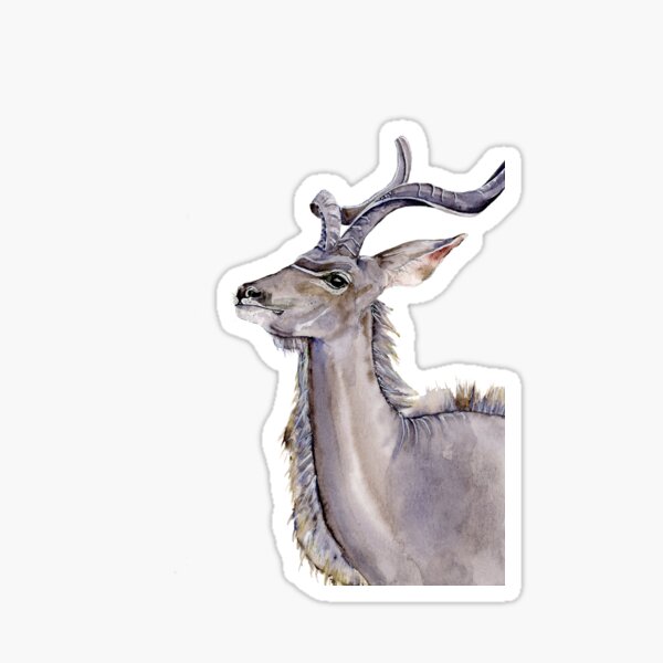 "Kudu Watercolor" Sticker by carleeclarkeart | Redbubble