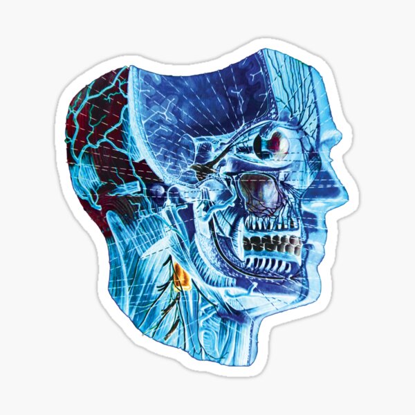 "Head anatomy medical illustration " Sticker by sciencefacts | Redbubble