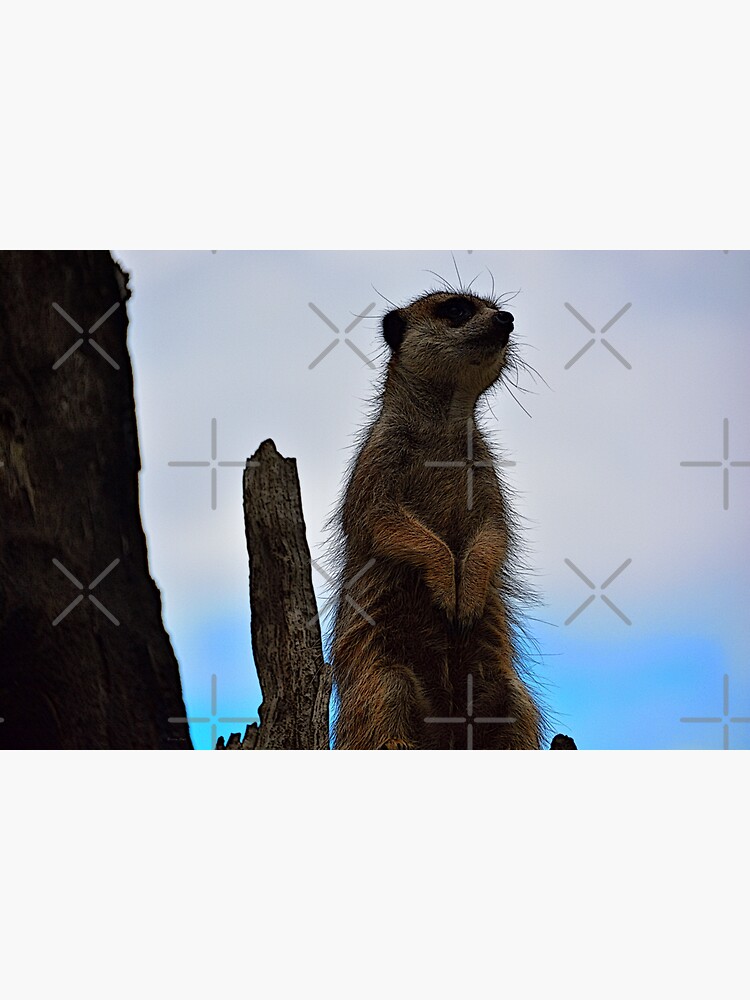 "Cartoon Meerkat Keeping watch Sentry" Sticker by briana-rose | Redbubble