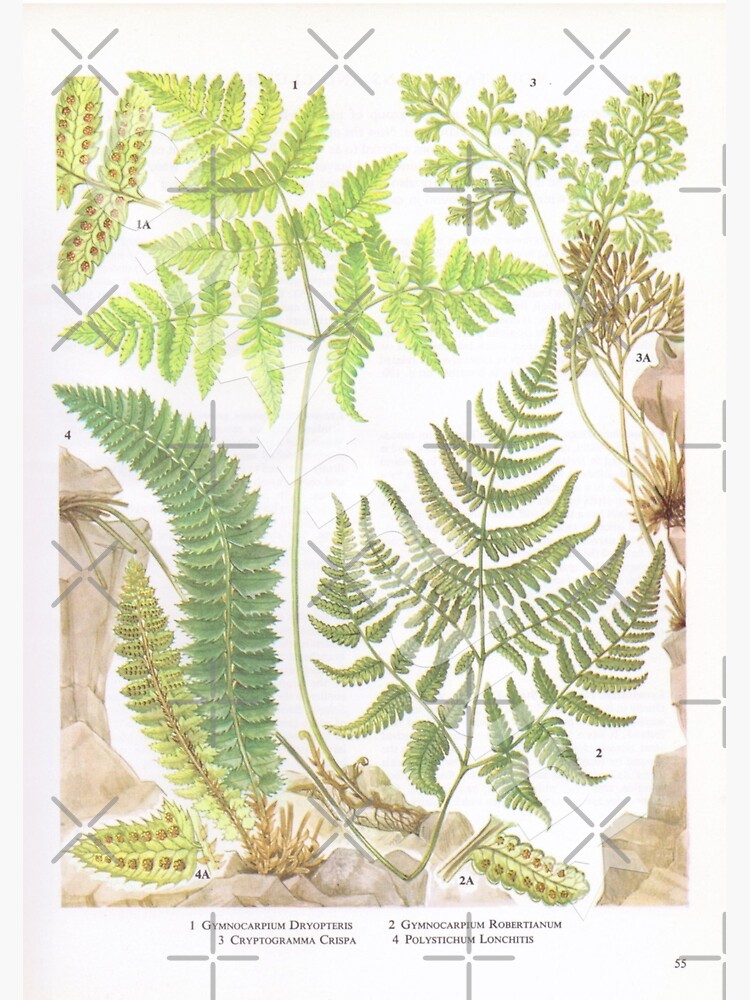 "Vintage Ferns Poster" Poster for Sale by BeatrxiLilly | Redbubble