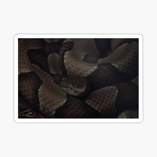 "Copperhead" Sticker for Sale by Bethany-Bailey | Redbubble