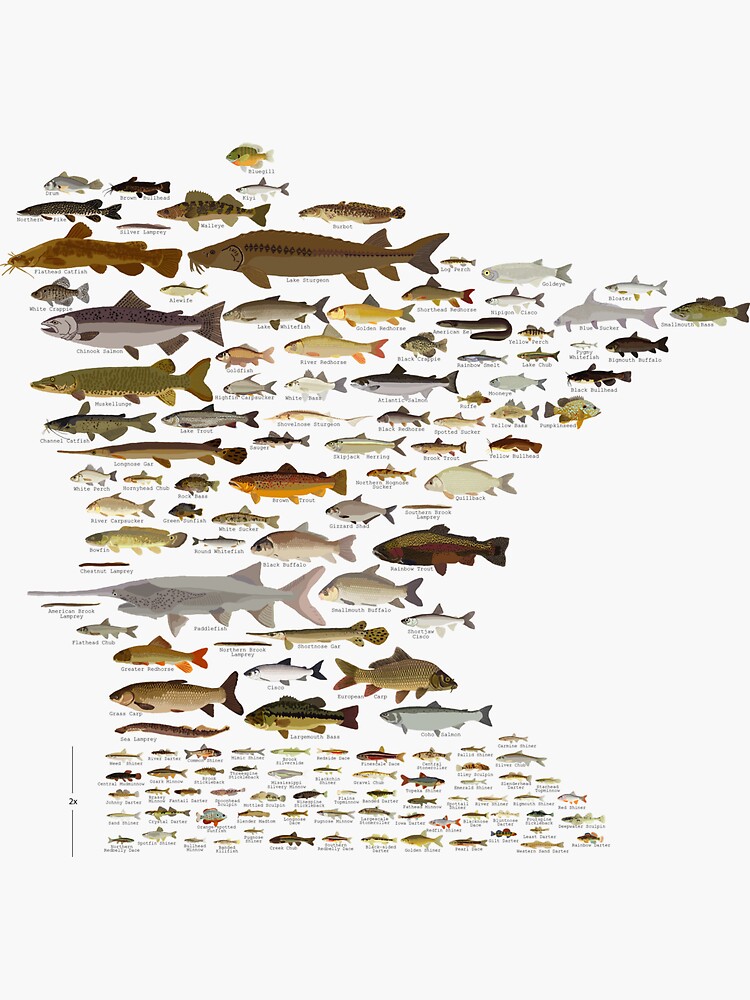 "Fishes of Minnesota" Sticker for Sale by andybirkey | Redbubble