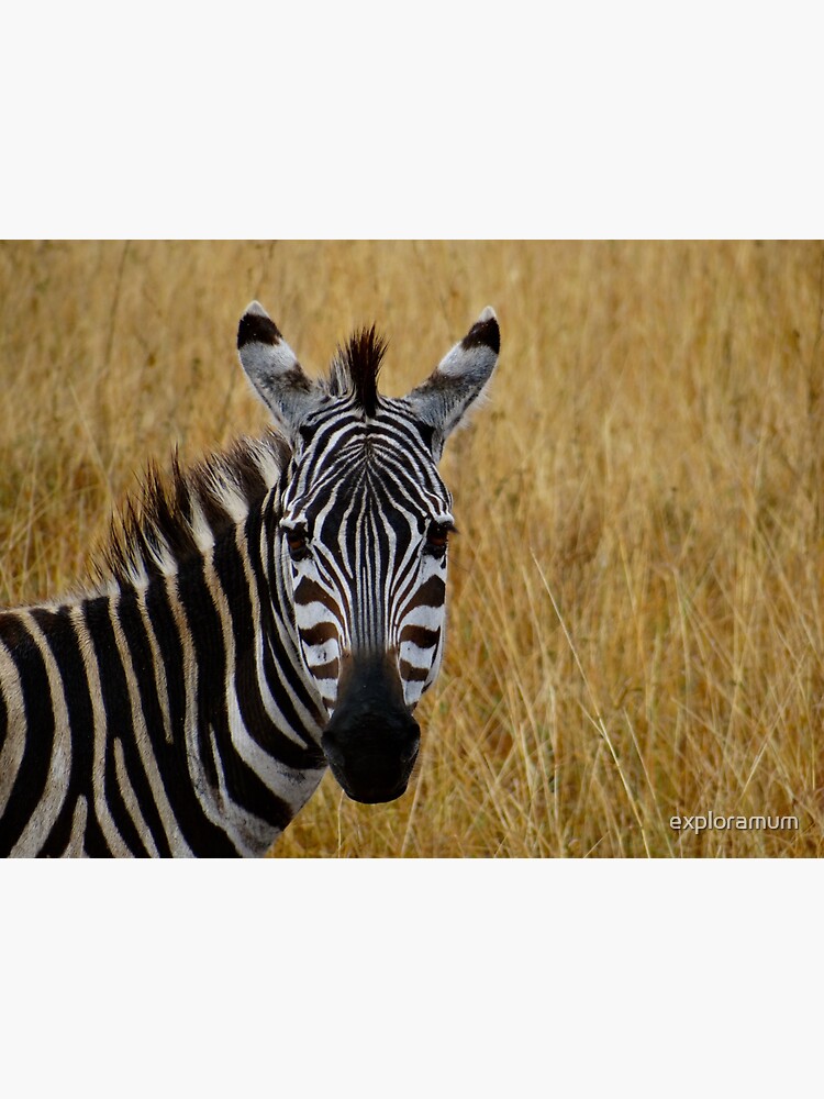 "Zebra half shot face on" Sticker for Sale by exploramum | Redbubble