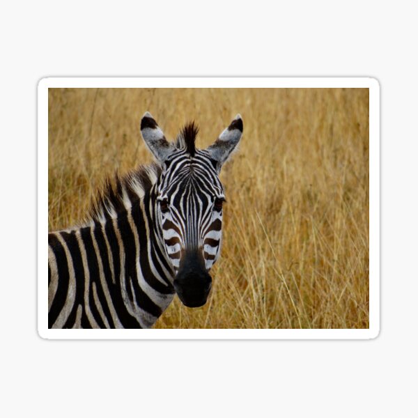 "Zebra half shot face on" Sticker for Sale by exploramum | Redbubble