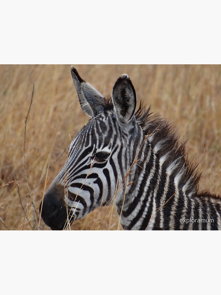 "Zebra half shot face on right side" Sticker for Sale by exploramum ...