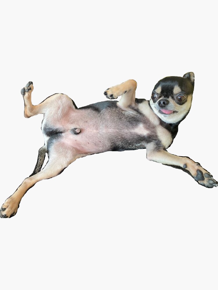 "chillin dog " Sticker for Sale by korean-dumbo | Redbubble