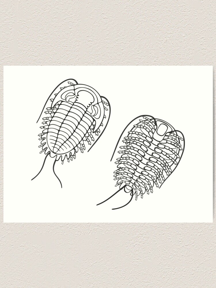 "Line Drawing of Phacopid Trilobite" Art Print for Sale by taylorcustom ...