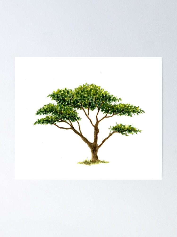"Acacia Tree" Poster by MickArtist | Redbubble