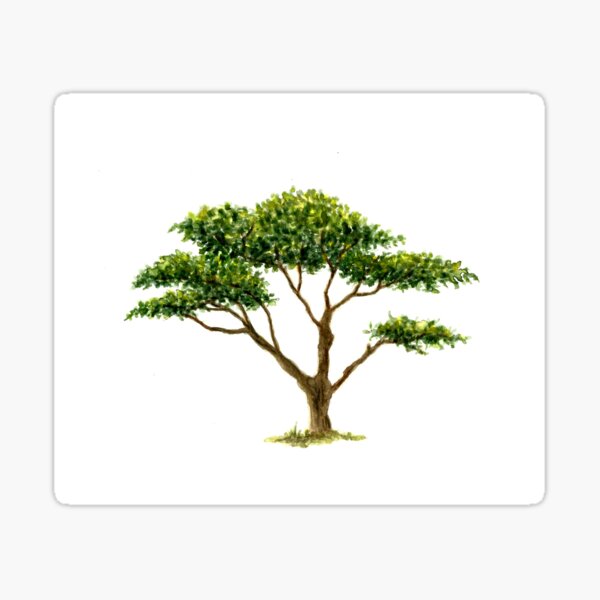 "Acacia Tree" Sticker for Sale by MickArtist | Redbubble