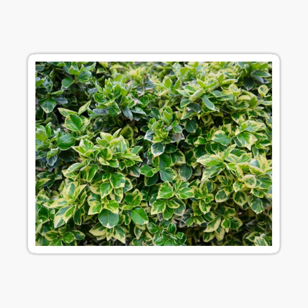 "Wall of Leaves, Green and White Vining Leaf Pattern Foliage Print ...
