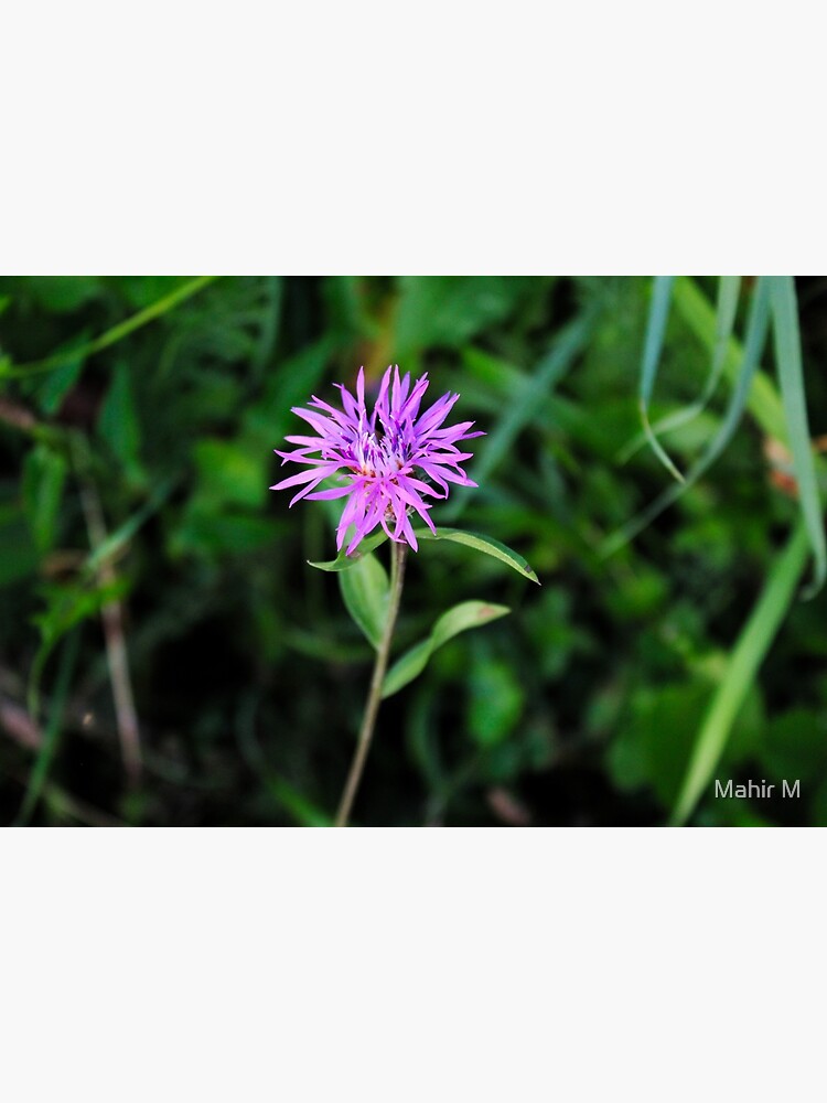 "Flower of Centaurea nigra" Poster by mahirov | Redbubble