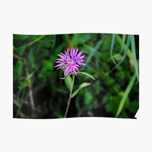 "Flower of Centaurea nigra" Poster by mahirov | Redbubble