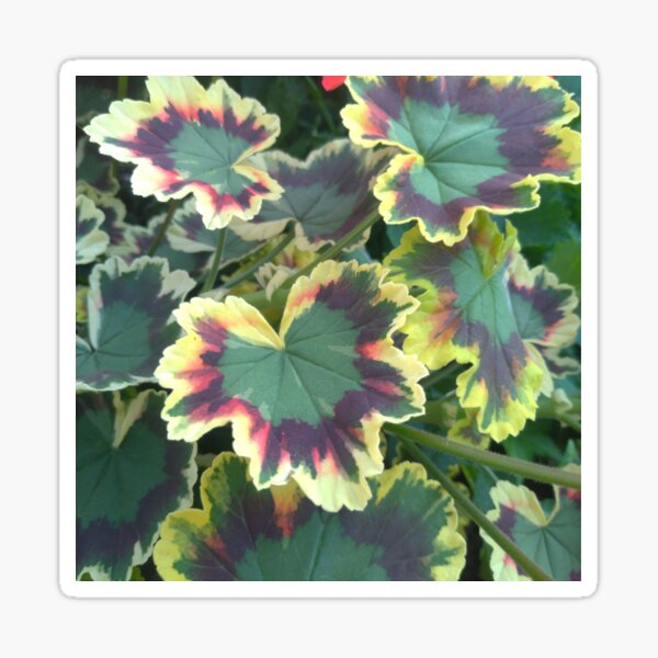 "Geranium (Pelargonium) Leaves" Sticker for Sale by LifeSimpliCity ...
