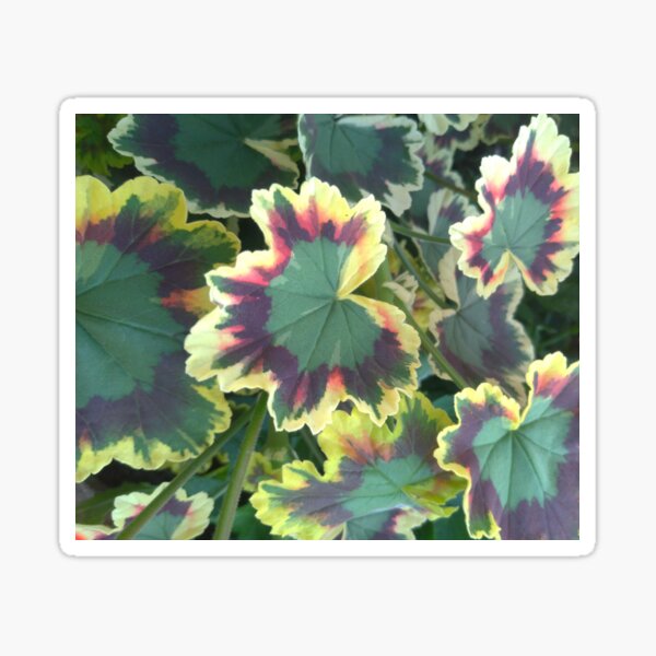 "Geranium (Pelargonium) Leaves" Sticker for Sale by LifeSimpliCity ...