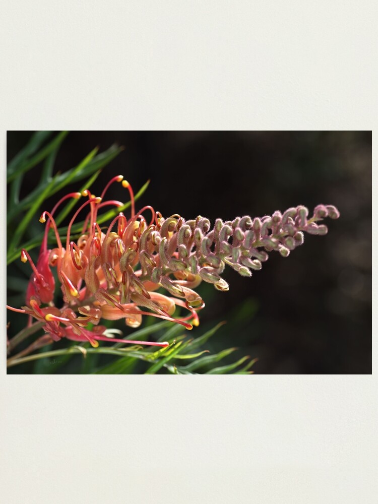 "Grevilleas Glow" Photographic Print by bubbleblue | Redbubble