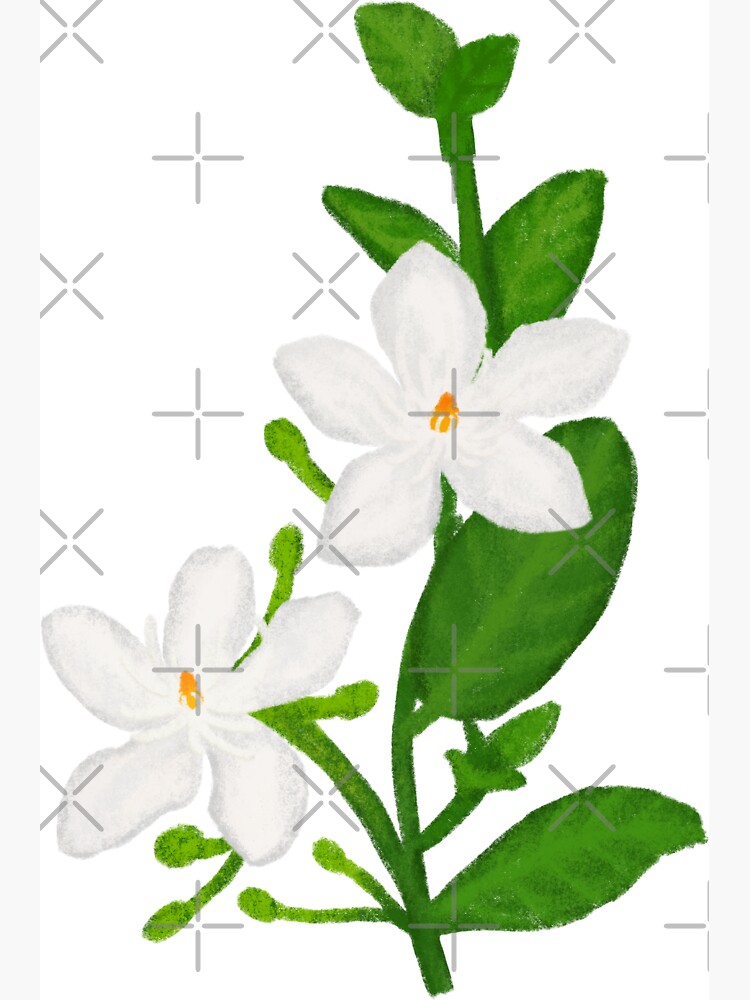 Philippine National Flower Sampaguita Drawing