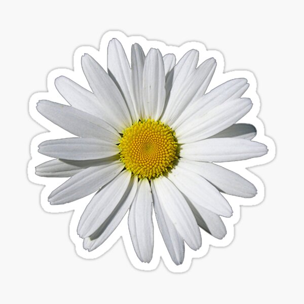 "White Daisy" Sticker by Feedceleb | Redbubble