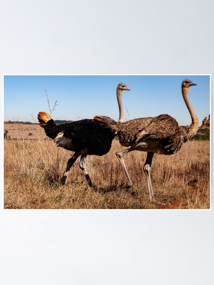 "Ostrich Couple" Poster for Sale by chrisvn | Redbubble