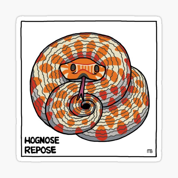 "Coiled hognose snake" Sticker for Sale by michellebest | Redbubble