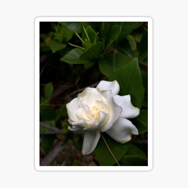"Gardenia Blossom from A Gardener's Notebook" Sticker for Sale by ...