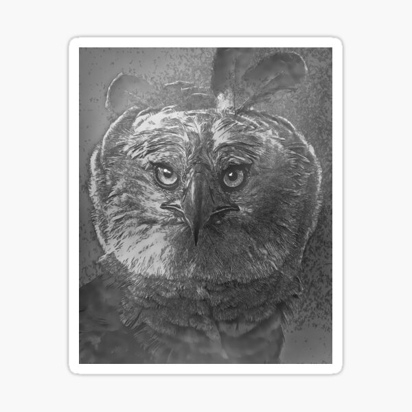 "Harpy Eagle-04" Sticker for Sale by Manar-hamad | Redbubble